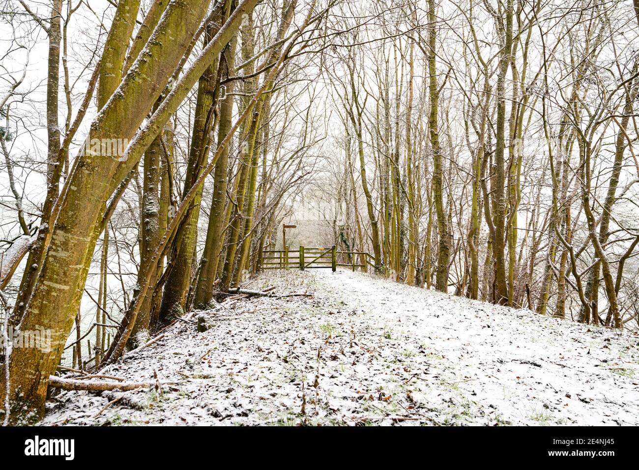 Snow Covered Footpath, Scottish Borders, United Kingdom Stock Photo - Alamy
