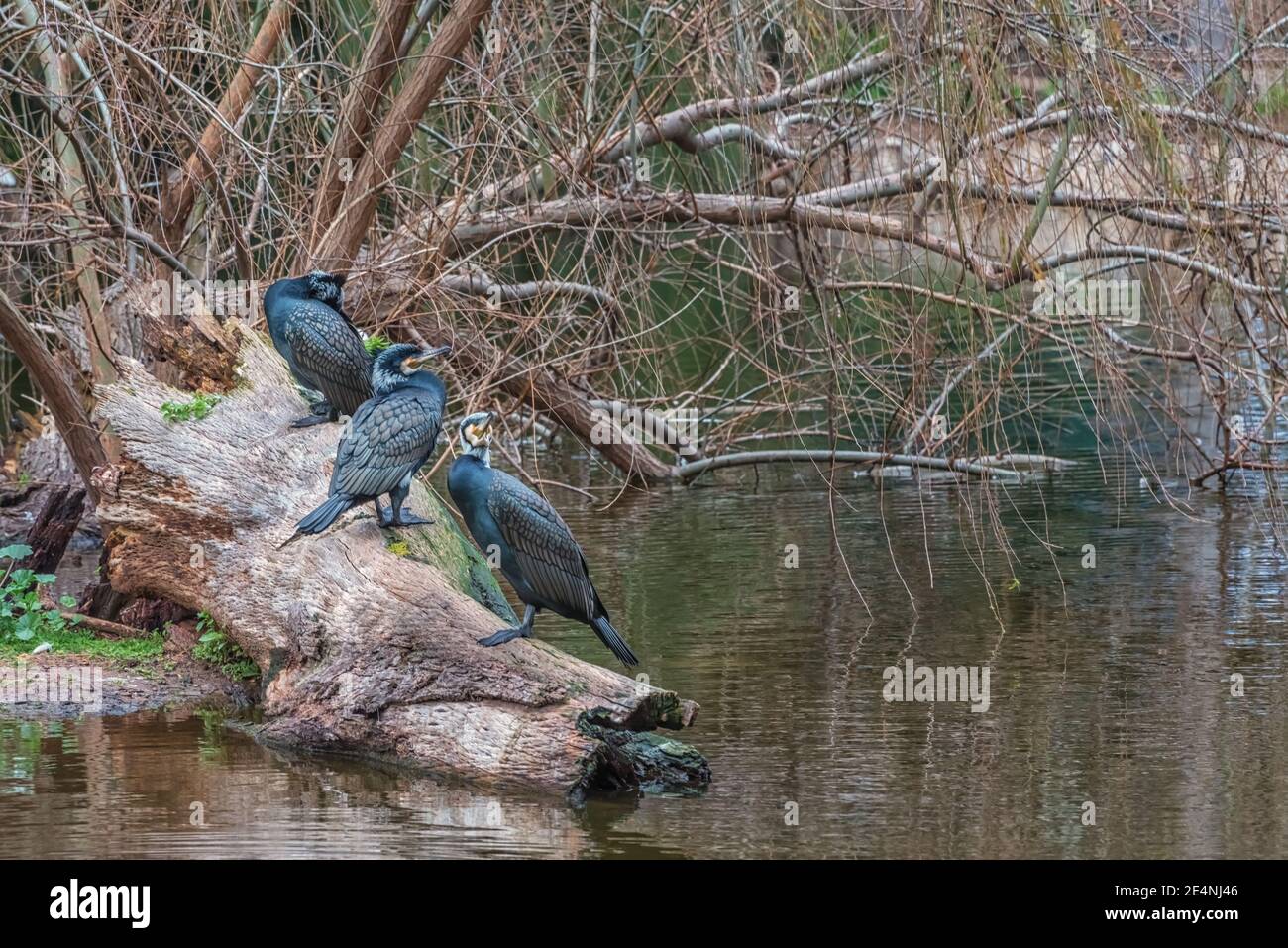 Great cormorant, Phalacrocorax carbo, fish-eating birds at the lake ...