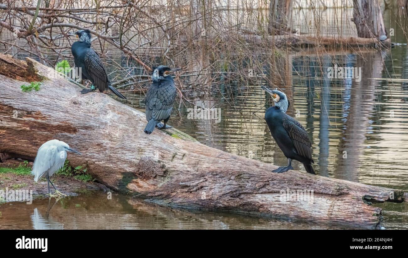 Fish eating birds hi-res stock photography and images - Alamy