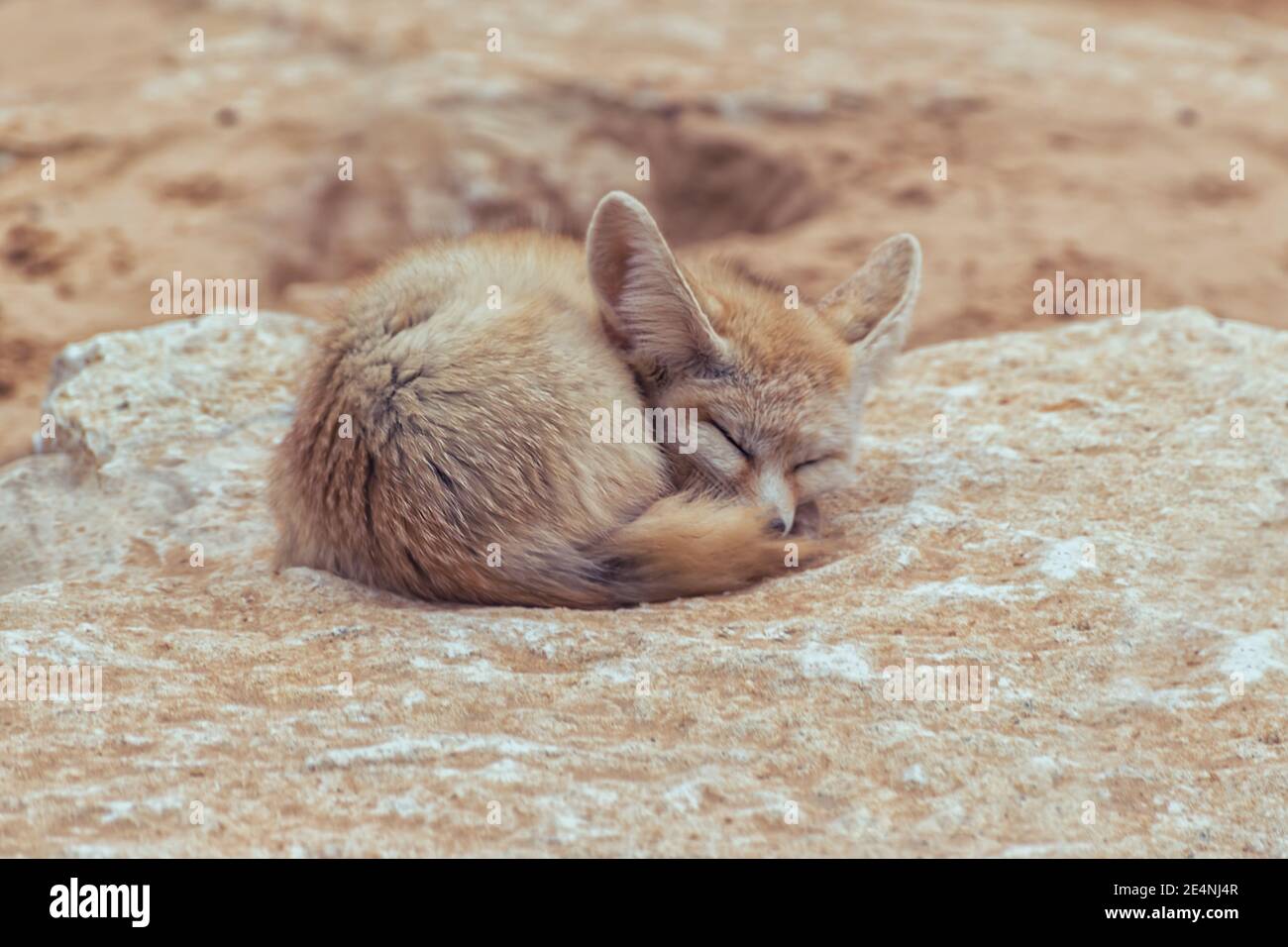 Fennec fox, Vulpes zerda, a small crepuscular fox native to the Sahara ...