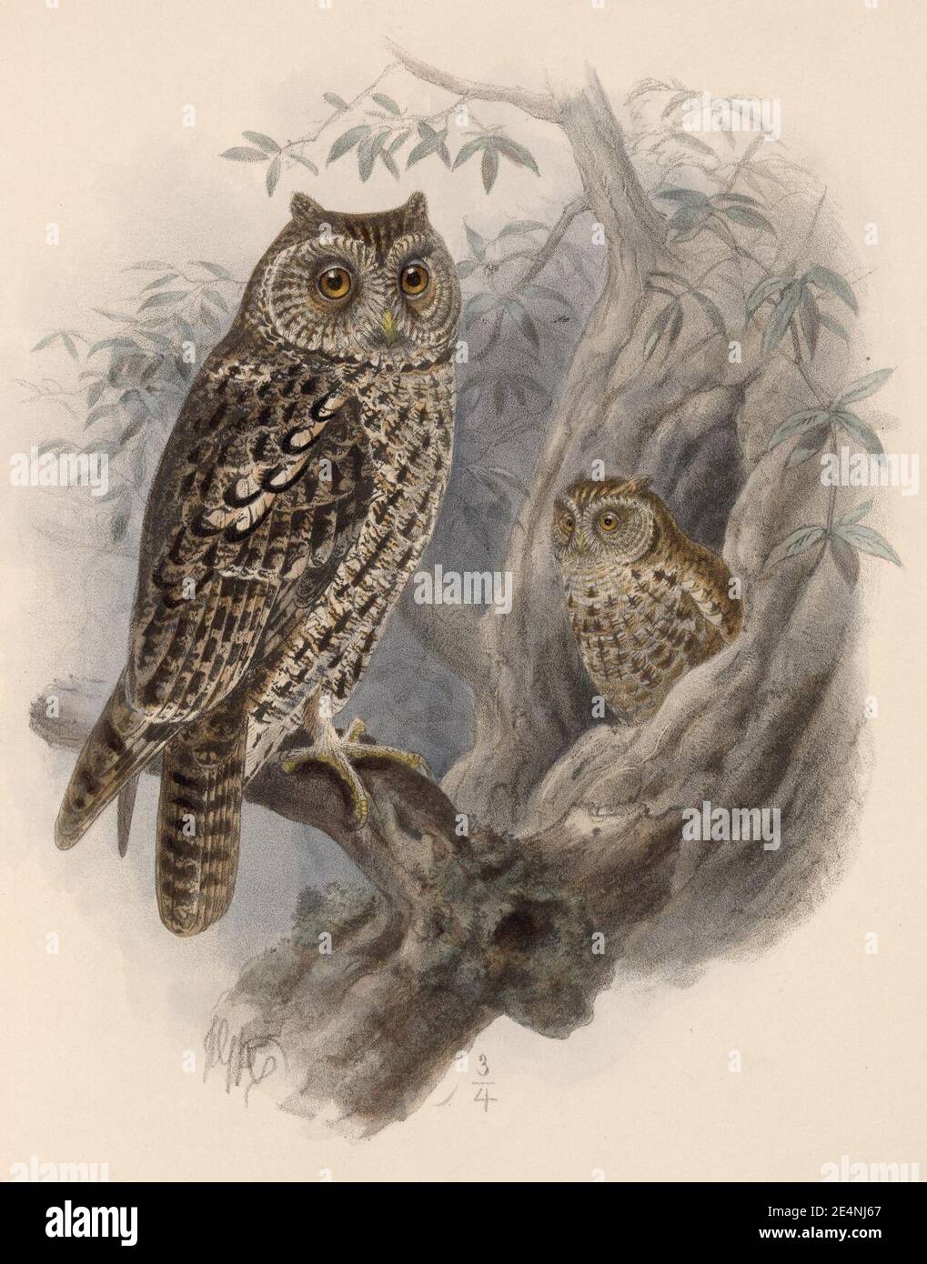 Megascops trichopsis hi-res stock photography and images - Alamy