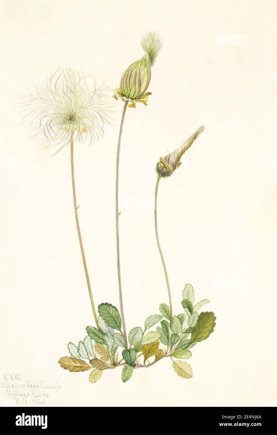 Yellow dryad hi-res stock photography and images - Alamy