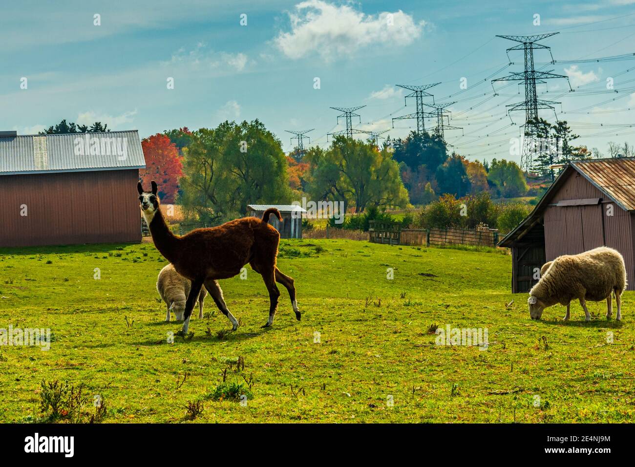 Alpacas and sheep hi-res stock photography and images - Alamy