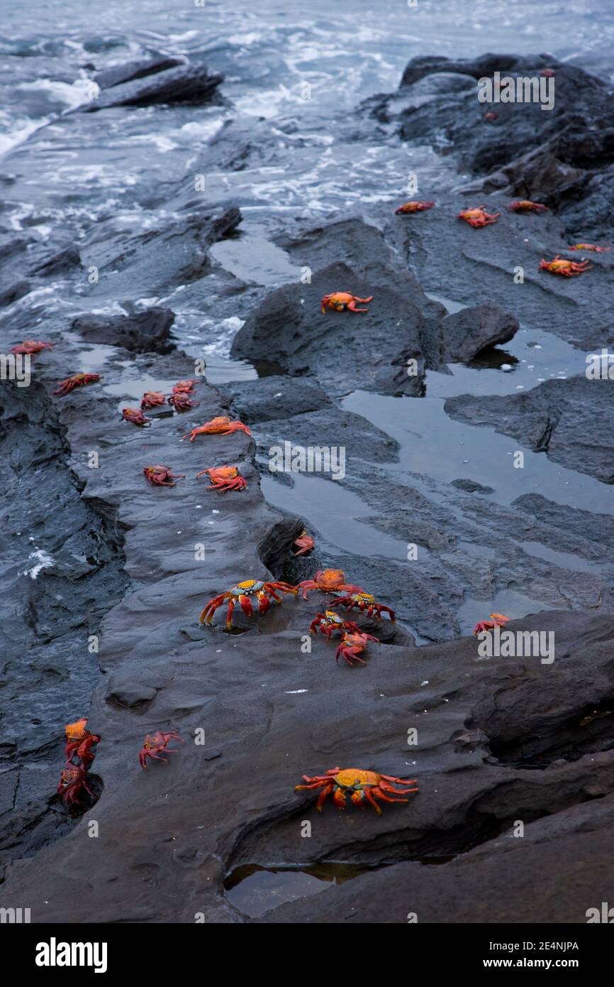 Ecuador. Parque Nacional de las Islas Galapagos. Zayapa (Grapsus ...