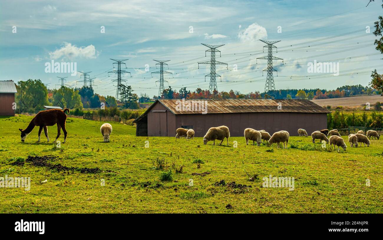 Alpacas and sheep hi-res stock photography and images - Alamy