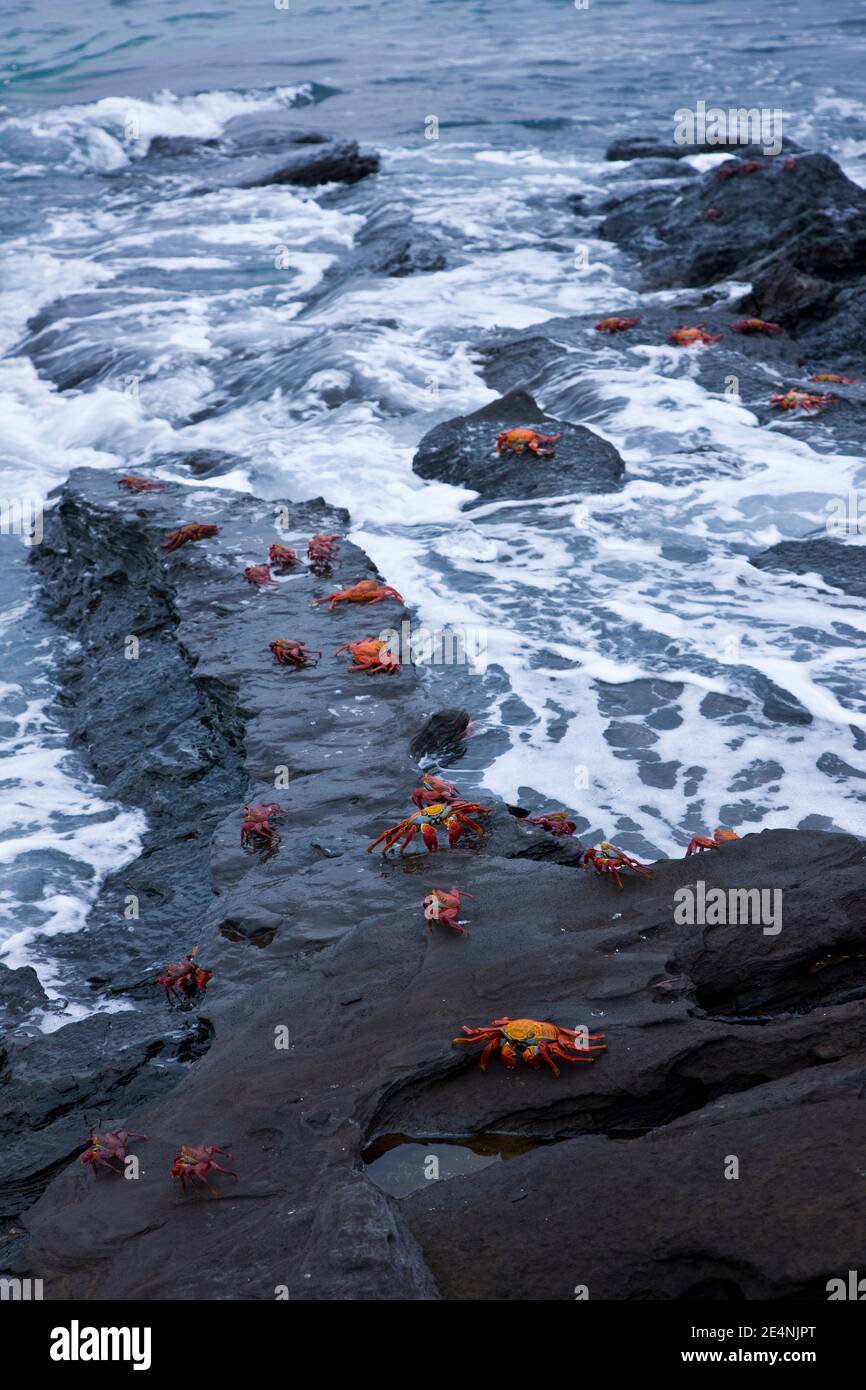 Ecuador. Parque Nacional de las Islas Galapagos. Zayapa (Grapsus ...