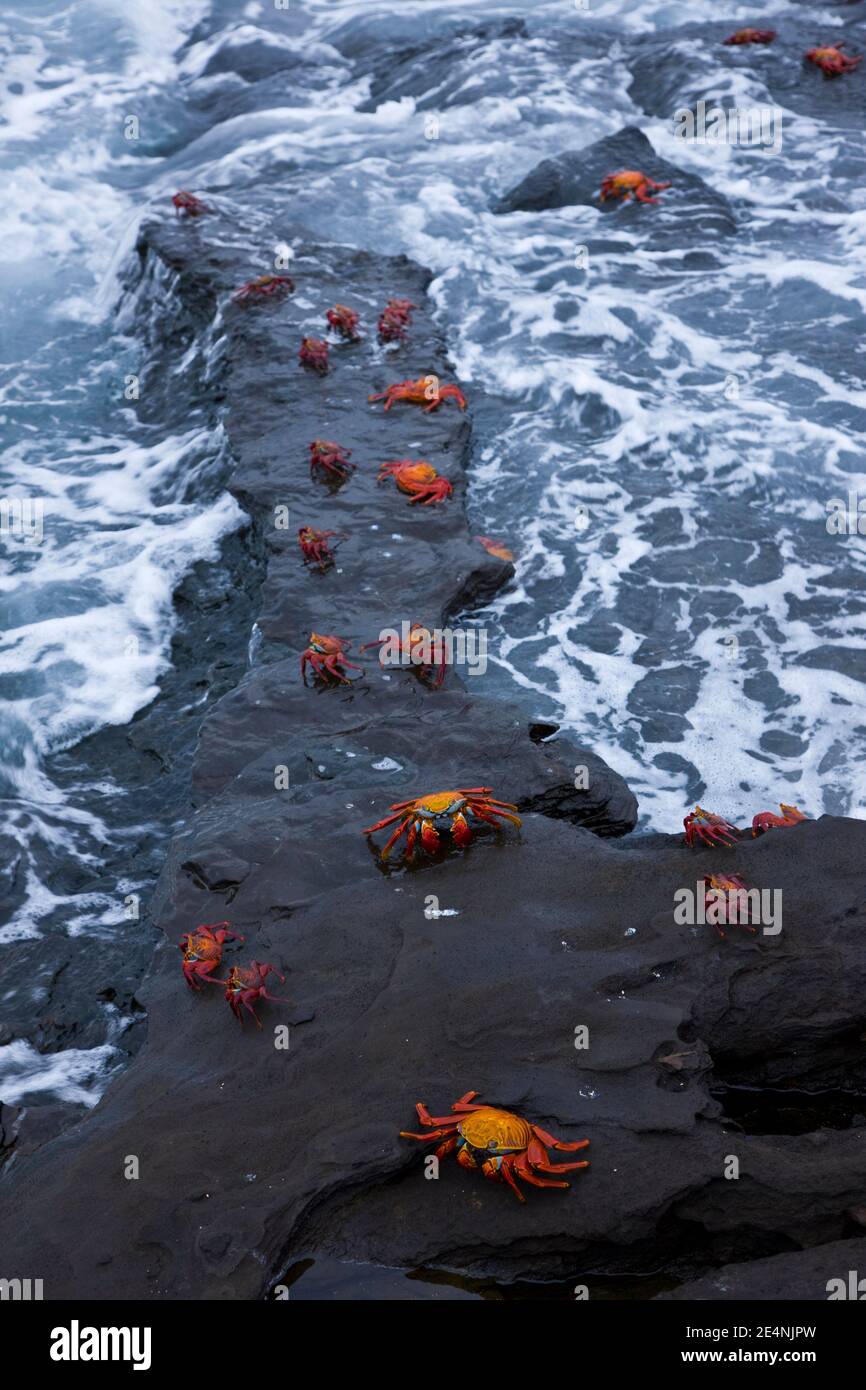 Ecuador. Parque Nacional de las Islas Galapagos. Zayapa (Grapsus ...