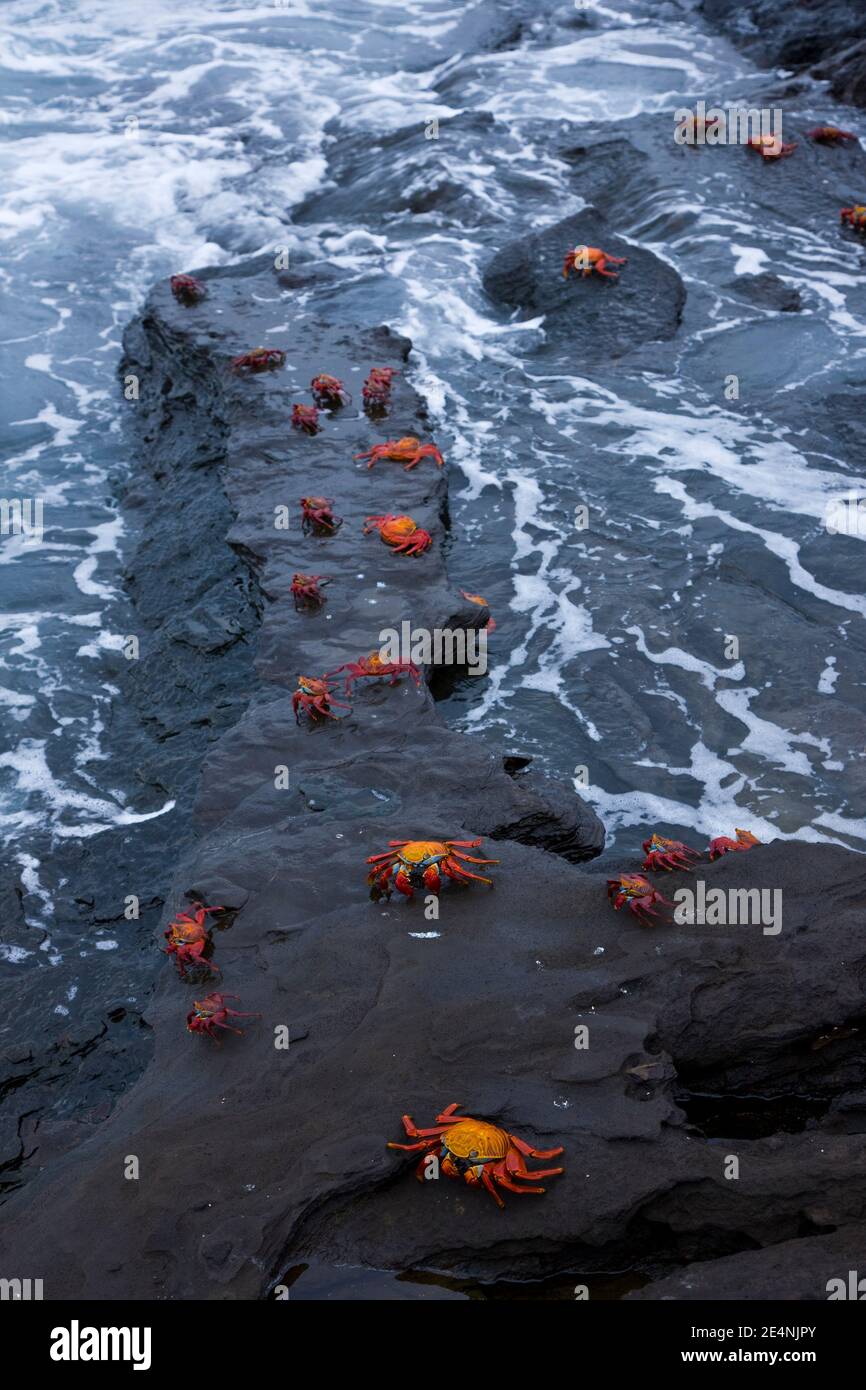 Ecuador. Parque Nacional de las Islas Galapagos. Zayapa (Grapsus ...