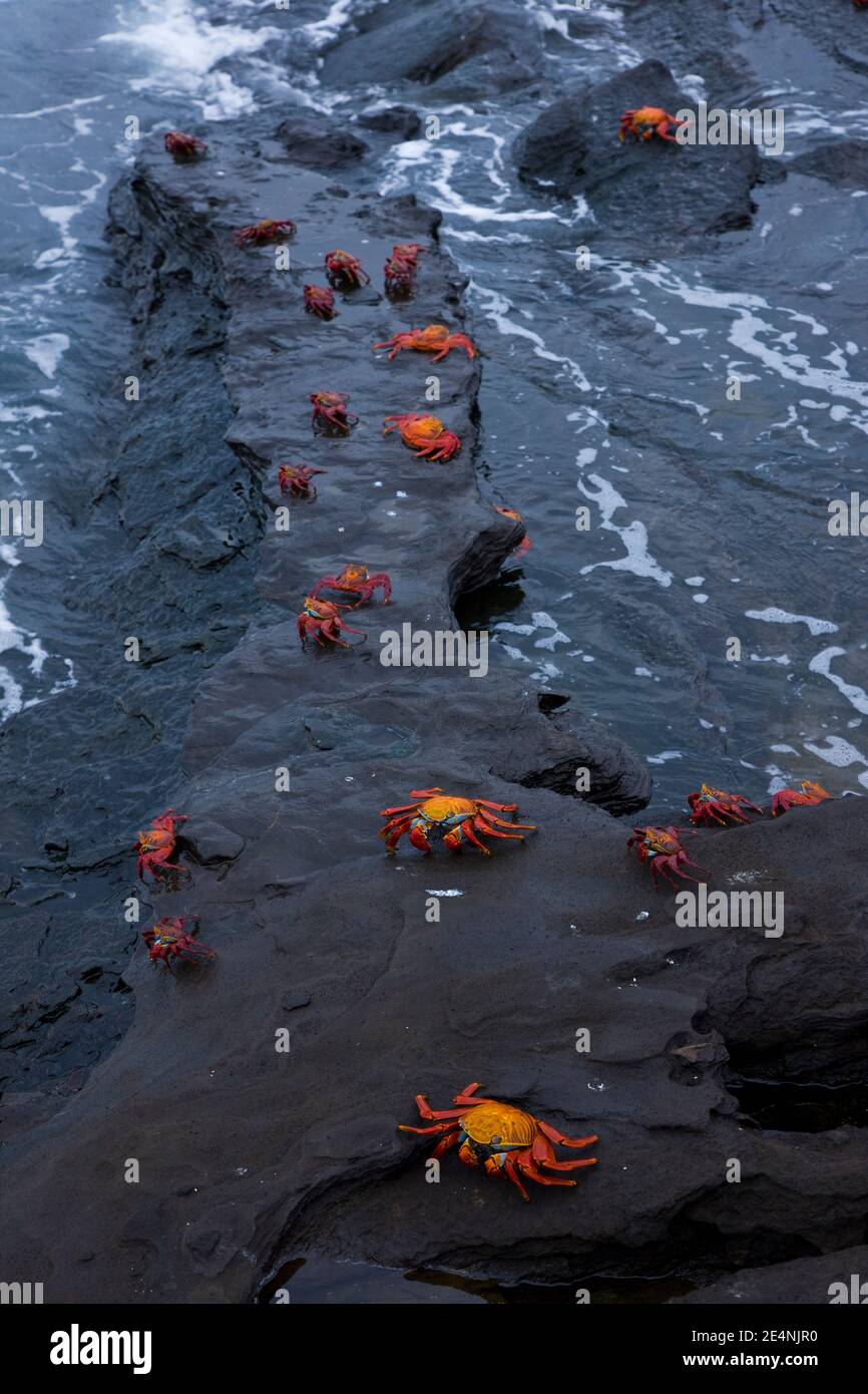 Ecuador. Parque Nacional de las Islas Galapagos. Zayapa (Grapsus ...