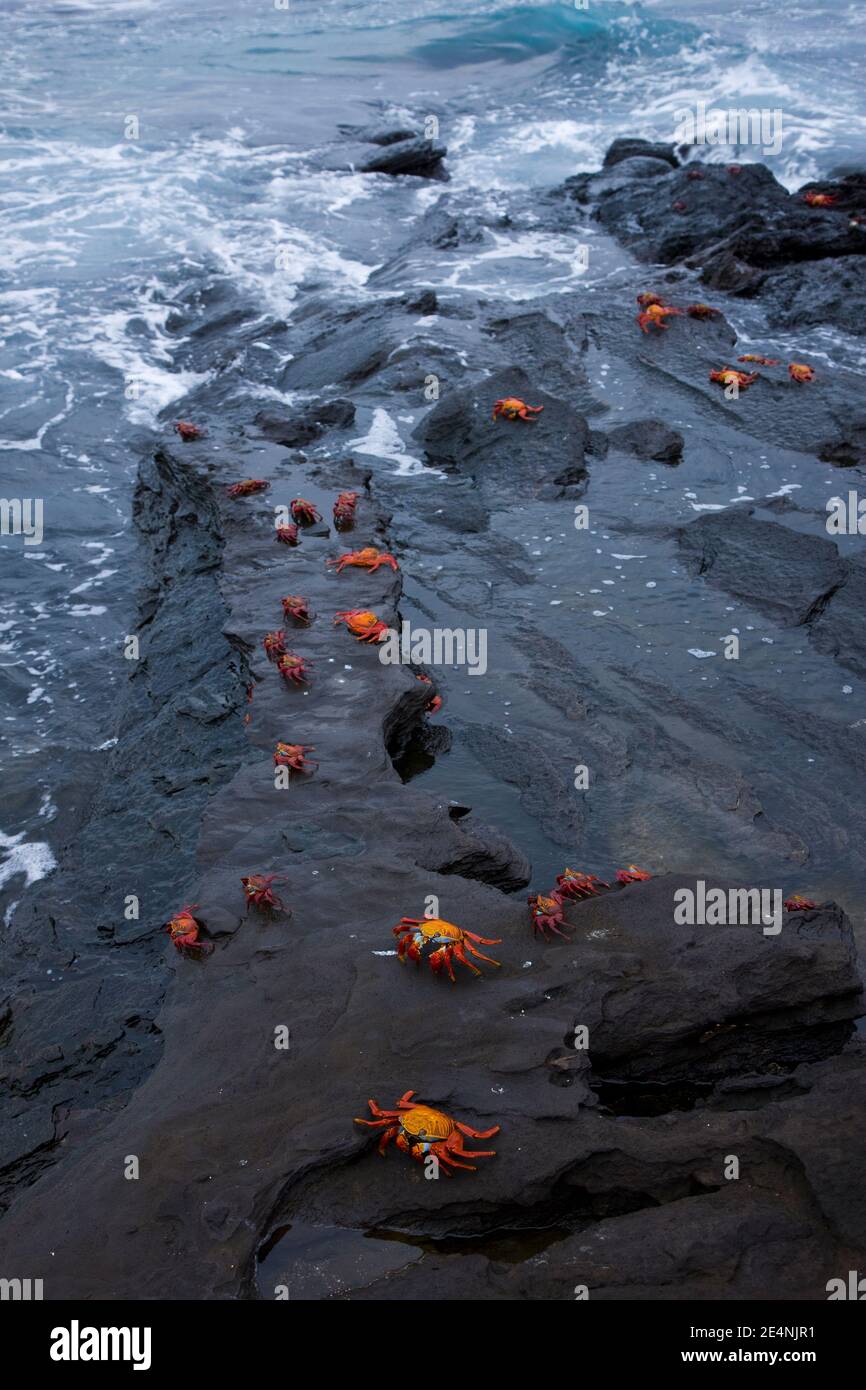 Ecuador. Parque Nacional de las Islas Galapagos. Zayapa (Grapsus ...