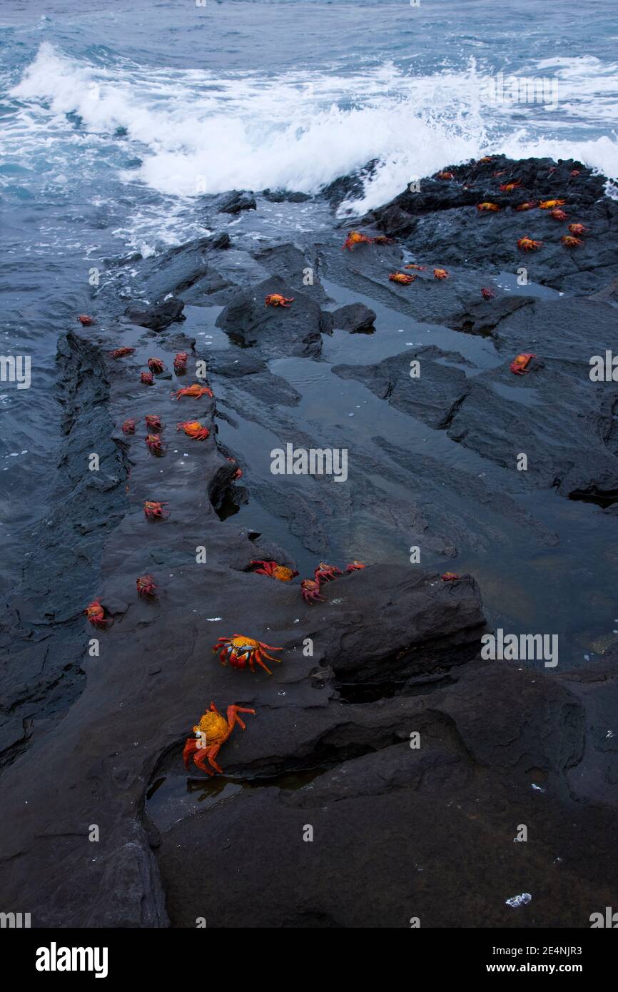 Ecuador. Parque Nacional de las Islas Galapagos. Zayapa (Grapsus ...