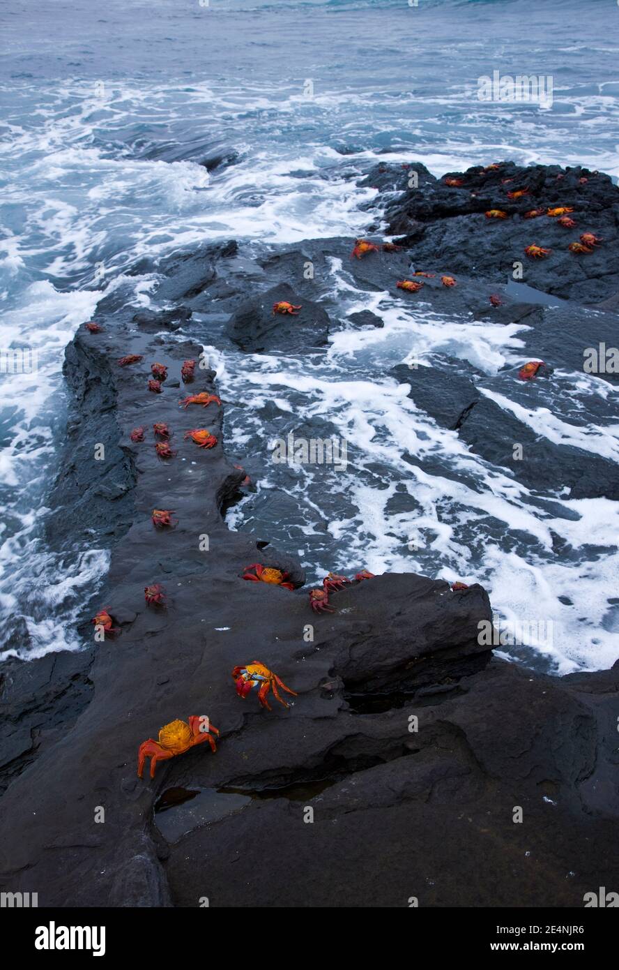 Ecuador. Parque Nacional de las Islas Galapagos. Zayapa (Grapsus ...