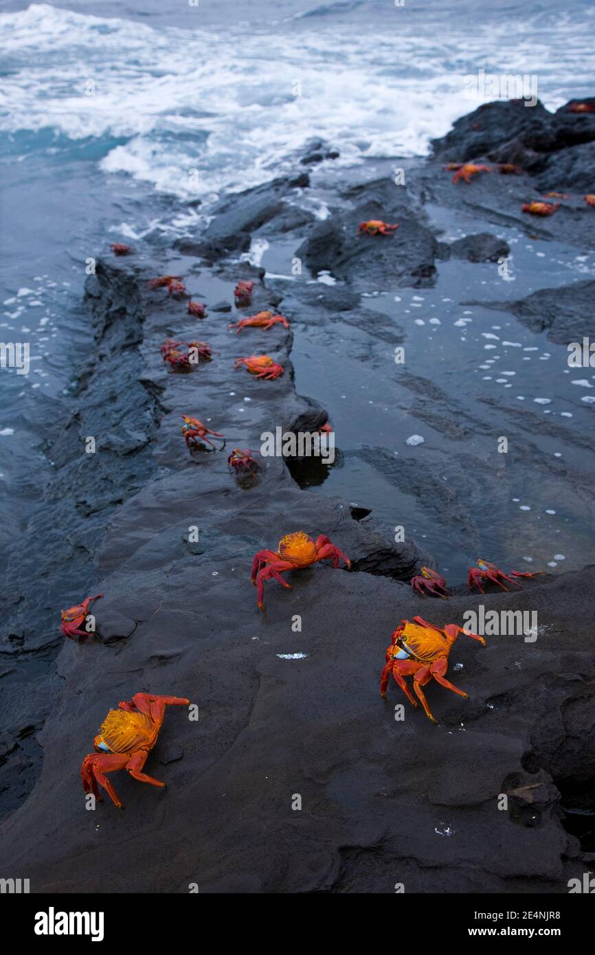 Ecuador. Parque Nacional de las Islas Galapagos. Zayapa (Grapsus ...