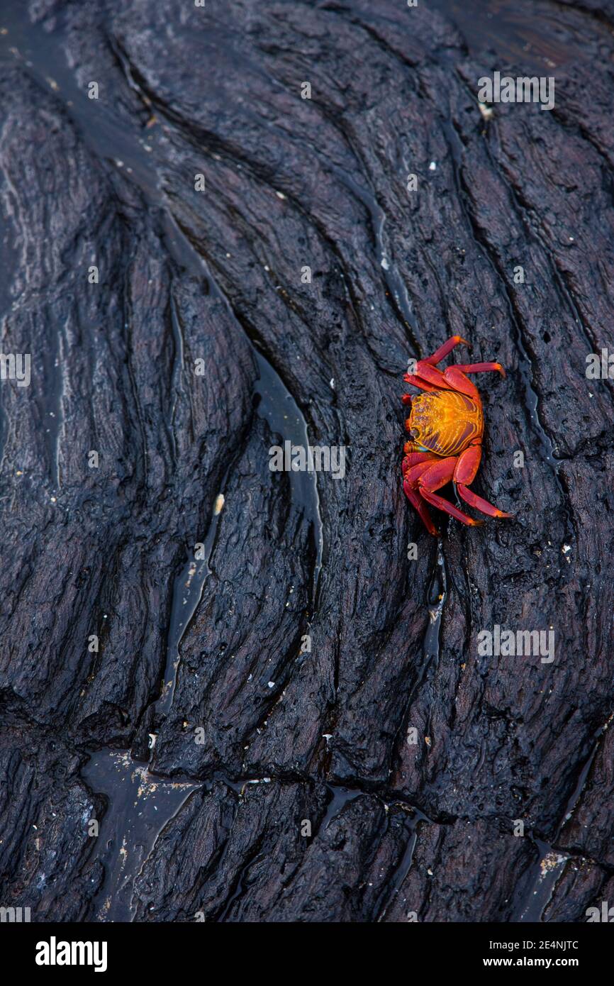Ecuador. Parque Nacional de las Islas Galapagos. Zayapa (Grapsus ...