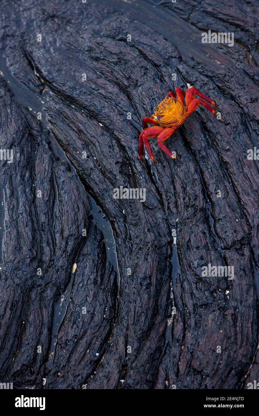 Ecuador. Parque Nacional de las Islas Galapagos. Zayapa (Grapsus ...