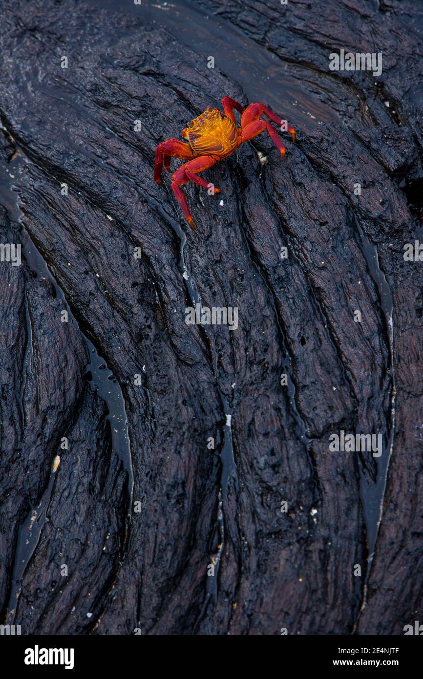 Ecuador. Parque Nacional de las Islas Galapagos. Zayapa (Grapsus ...