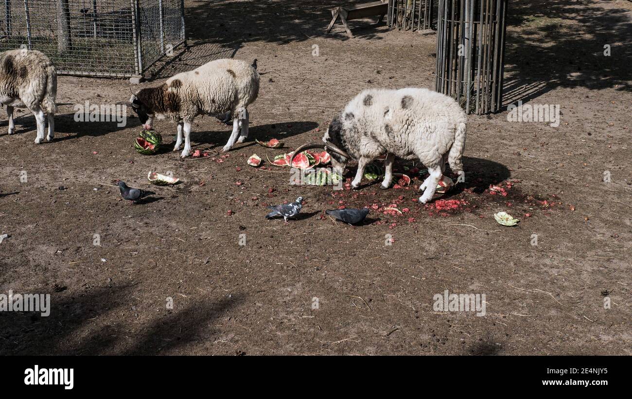 Eat watermelon hi-res stock photography and images - Alamy