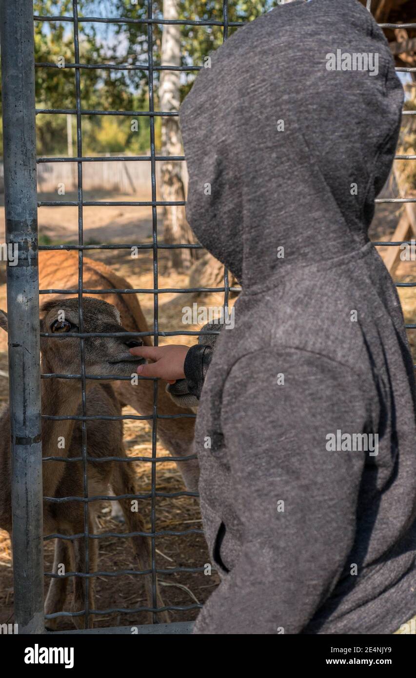 A little boy is playing with a fawn, a deer looks at a child, a wild ...