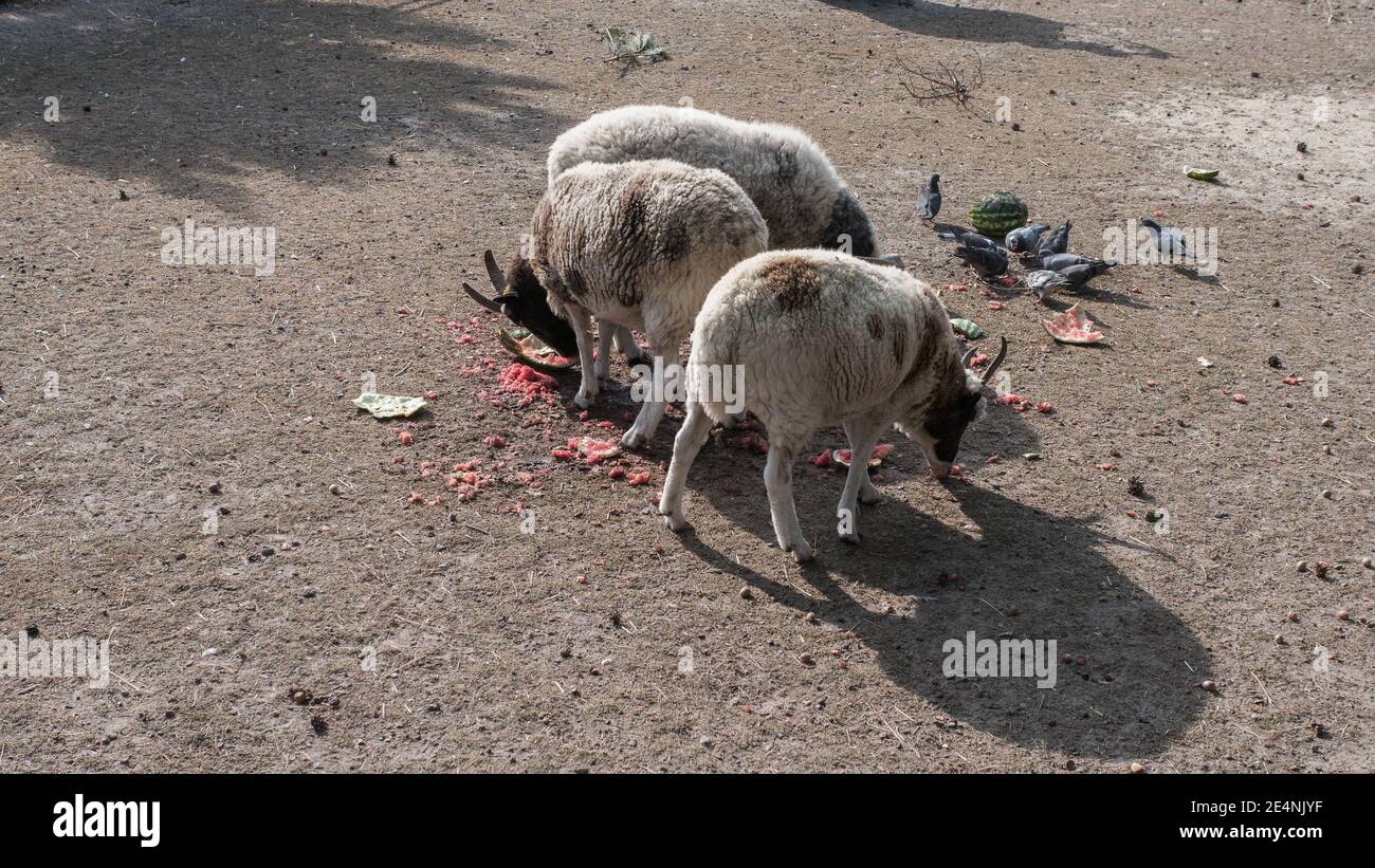 A herd of rams is eating a watermelon, animals are eating, rams are in ...
