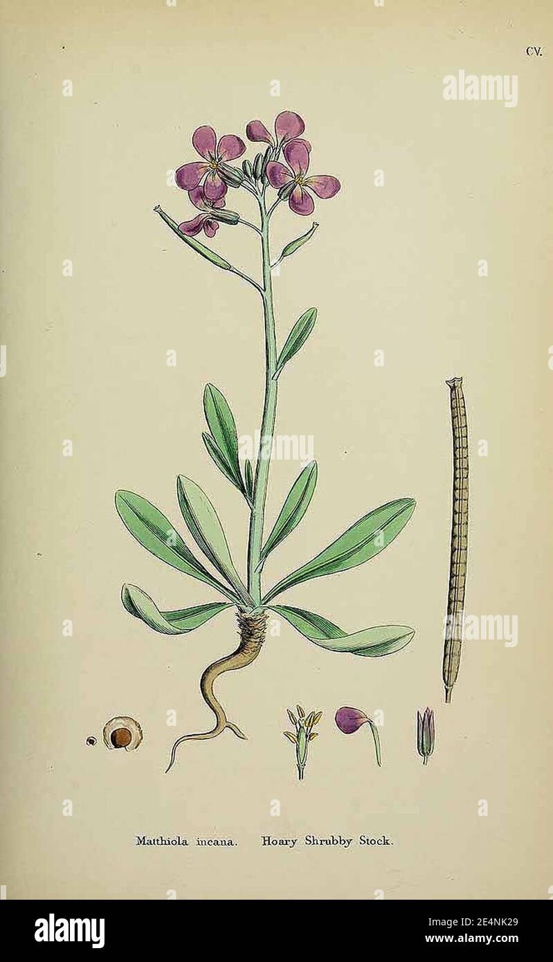 Matthiola incana illustration Stock Photo - Alamy