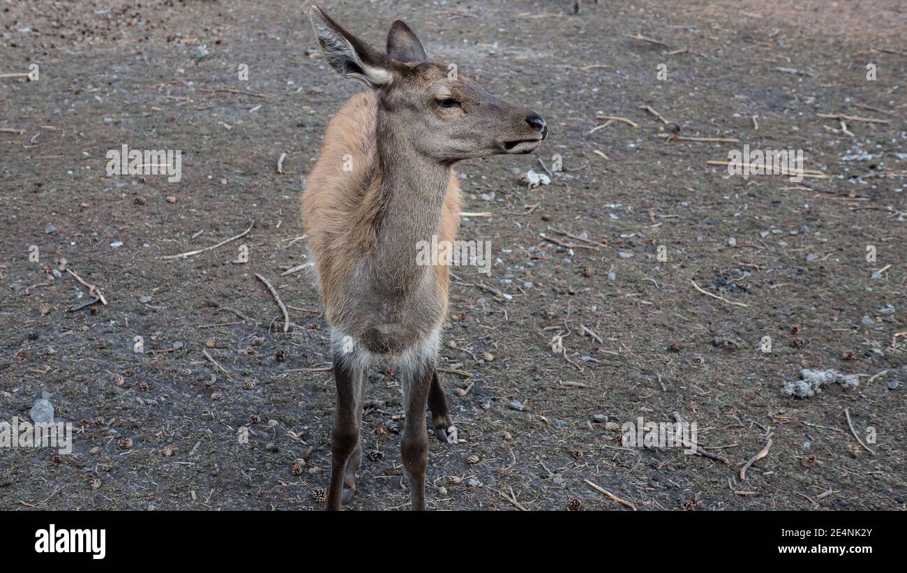 Hornless hi-res stock photography and images - Alamy