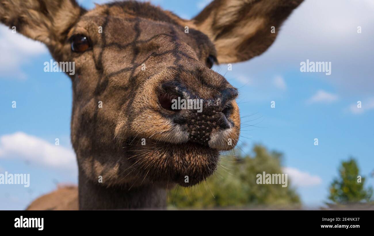 Hornless deer hi-res stock photography and images - Alamy