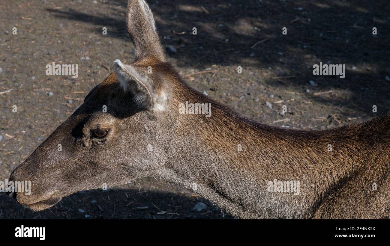 The head of a young deer, an animal in nature. Deer without horns Stock ...