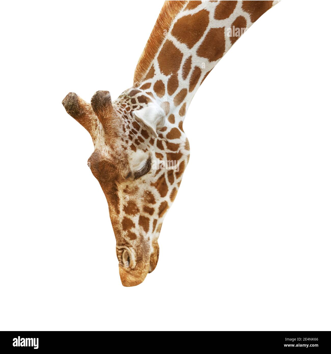 Reticulated Giraffe, Giraffa camelopardalis reticulata Isolated Stock ...