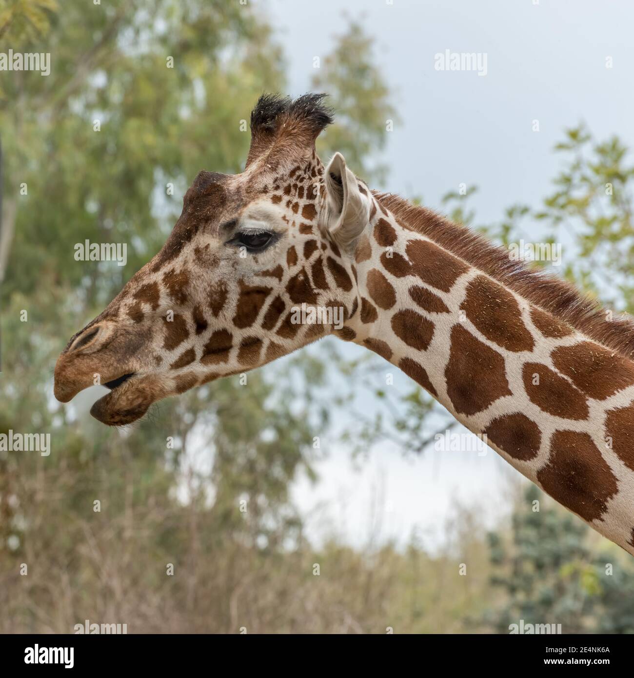 Reticulated Giraffe, Giraffa camelopardalis reticulata, Somali giraffe on the leaves background ...