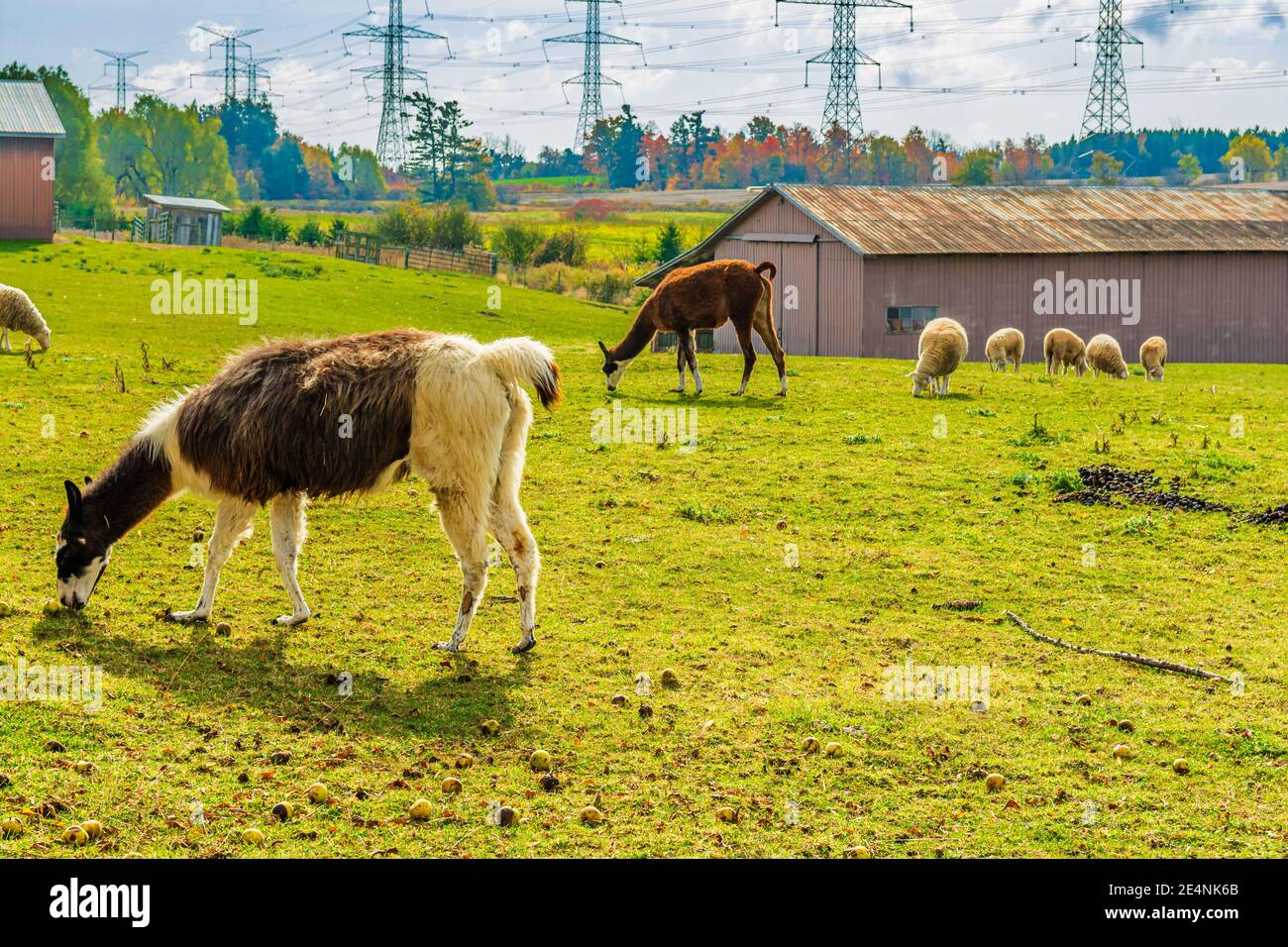 Alpacas and sheep hi-res stock photography and images - Alamy