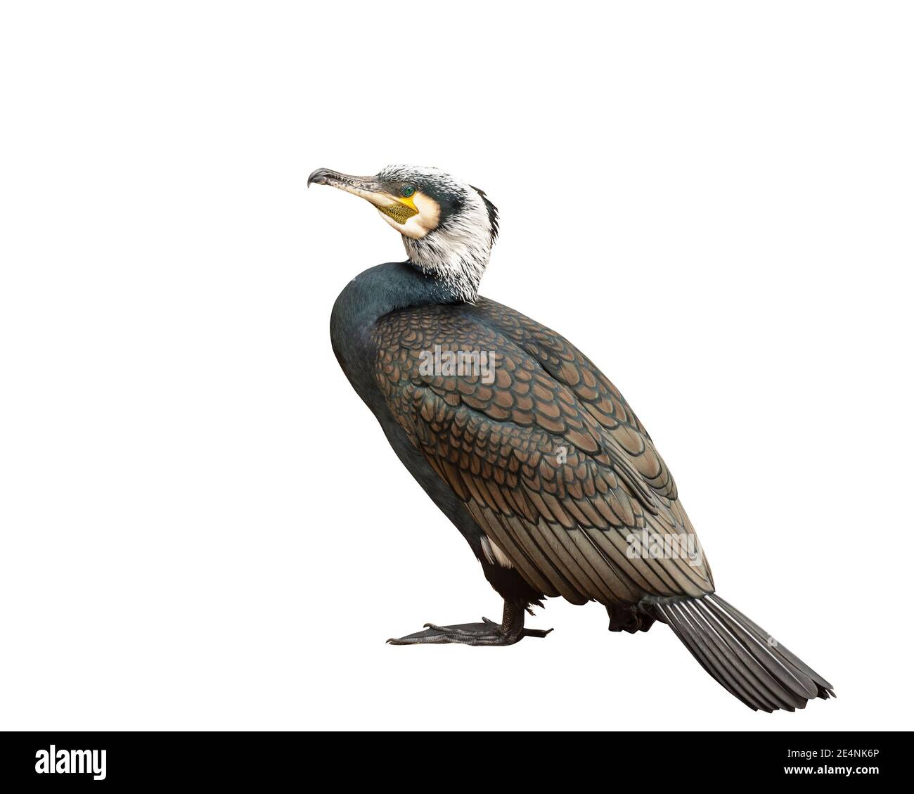 Fish eating birds hi-res stock photography and images - Alamy