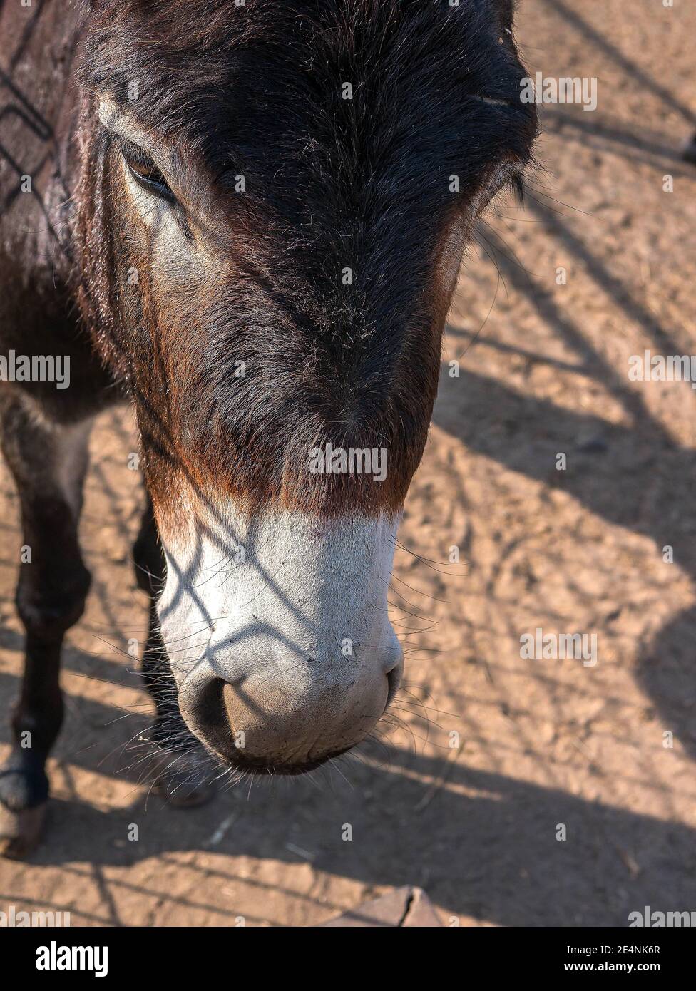 Donkey Close Up High Resolution Stock Photography and Images - Alamy