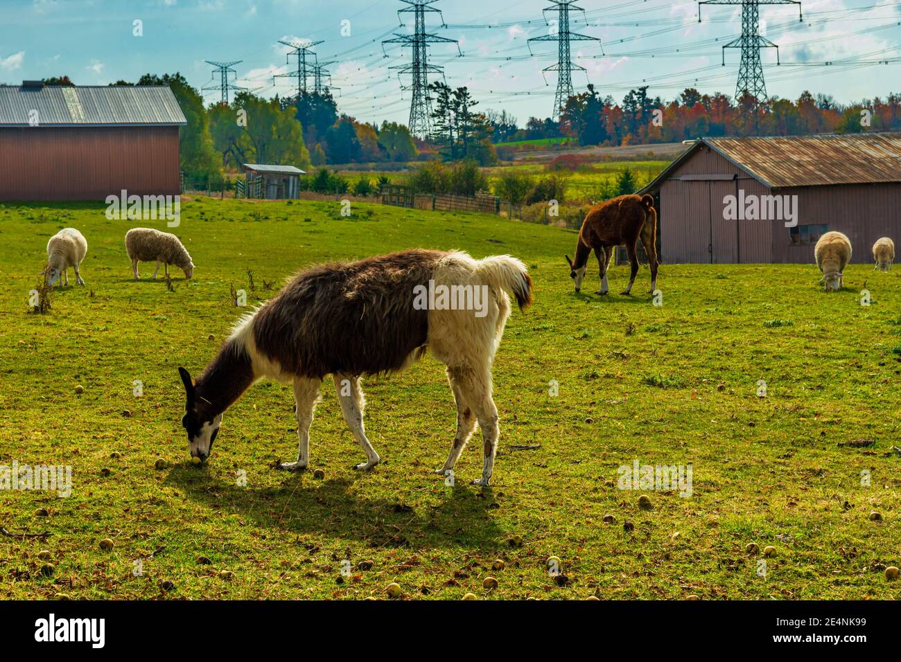 Alpacas and Sheep grazing Stock Photo - Alamy