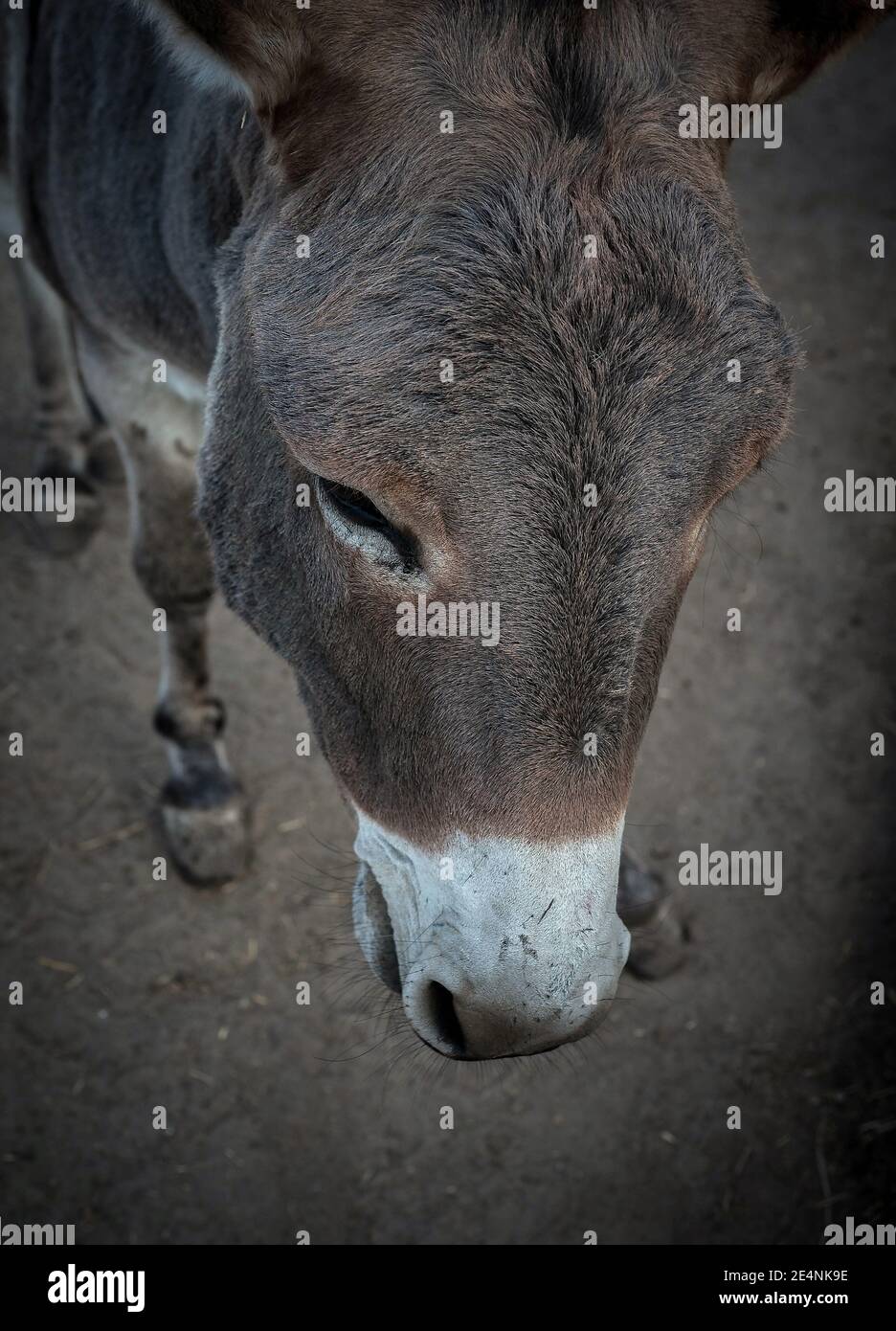 Donkey head close-up, wild animal in nature Stock Photo - Alamy