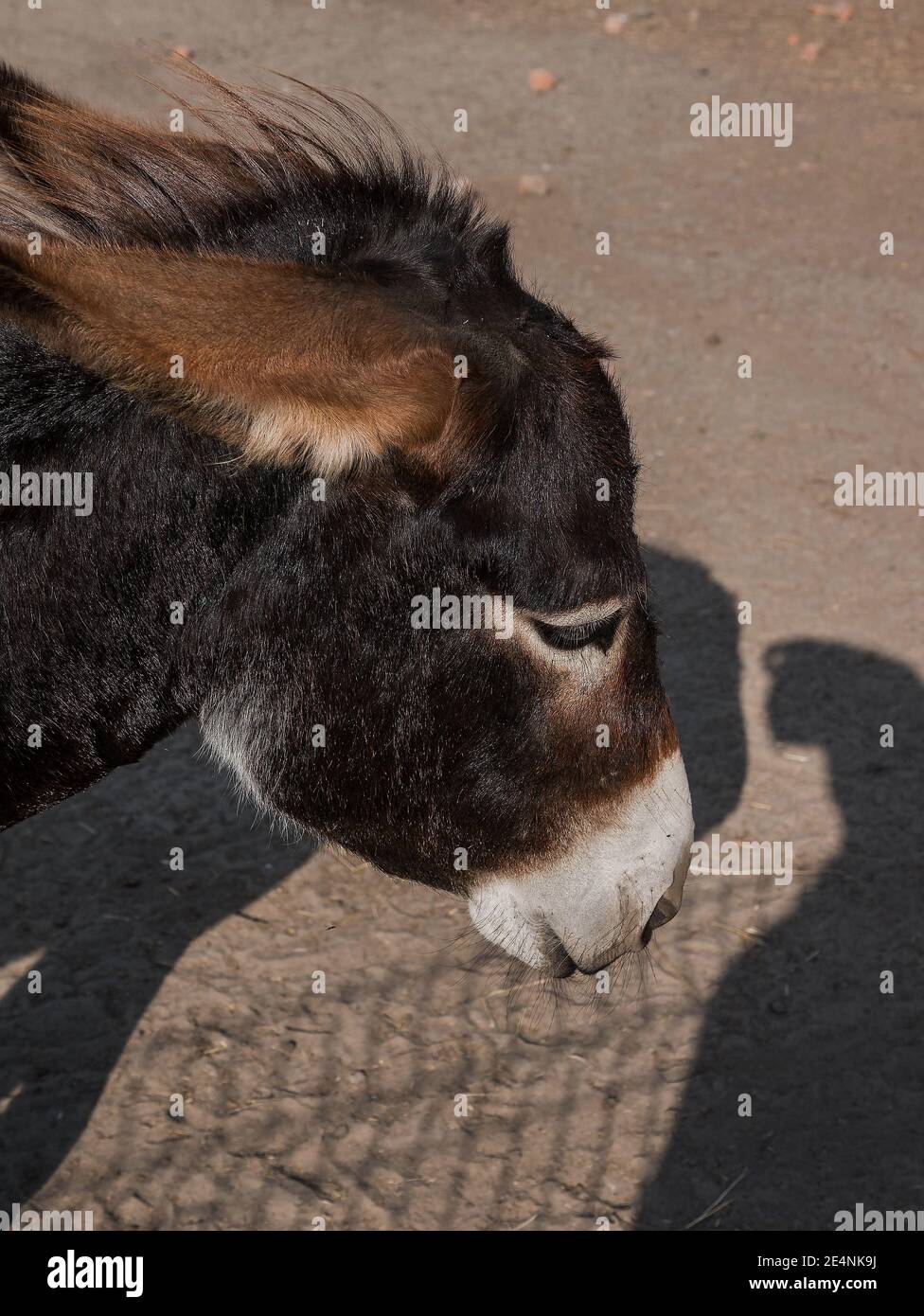 Donkeys head hi-res stock photography and images - Alamy