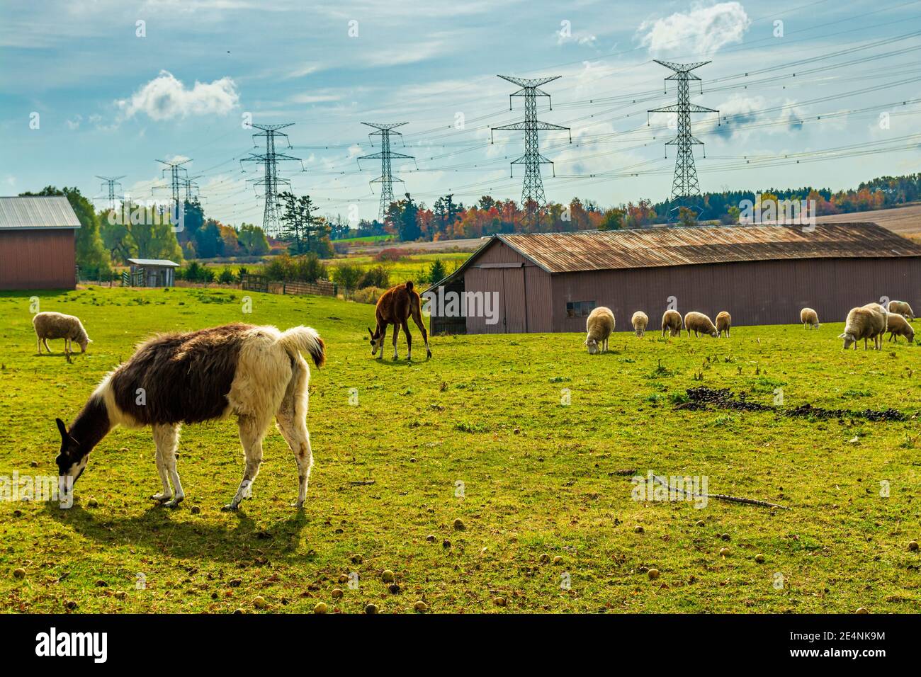 Alpacas and sheep hi-res stock photography and images - Alamy