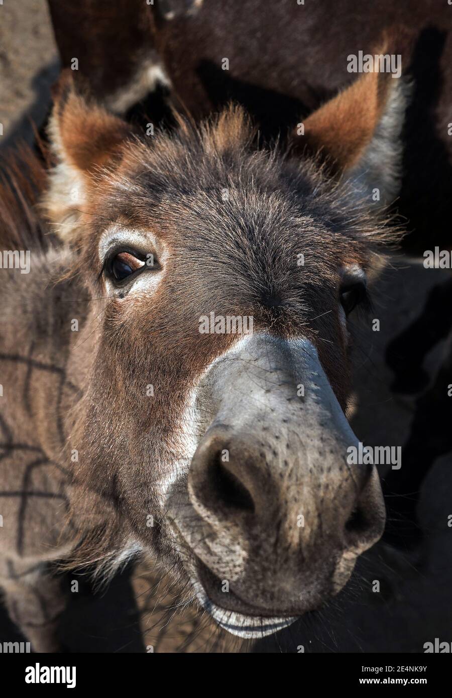 Donkey looks camera hi-res stock photography and images - Alamy