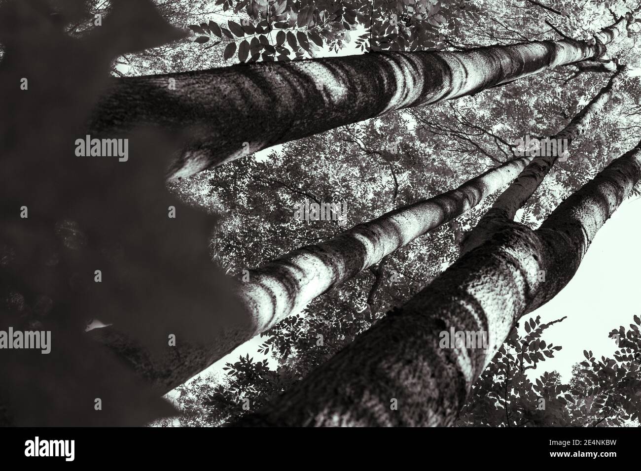 Manchurian hazelnut tree leaves. Tree trunk. Dense thickets Stock Photo ...