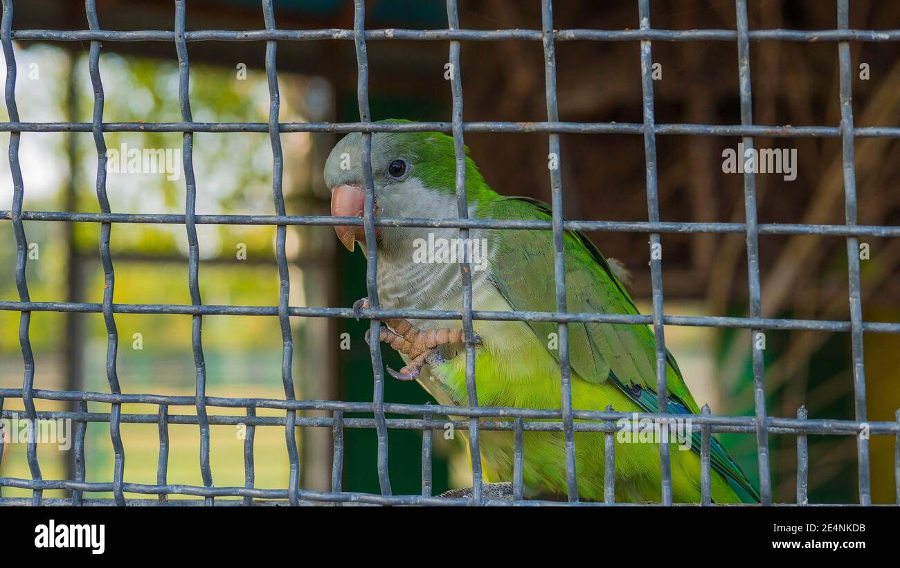 Beautiful cage birds isolated on hi-res stock photography and images ...