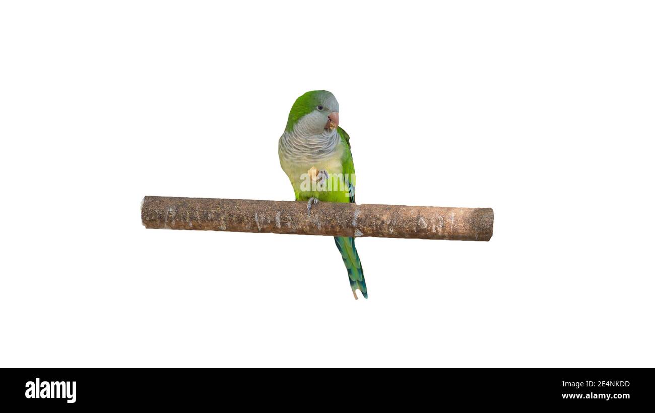 The parrot holds food in its paw is isolated on a white background, the ...