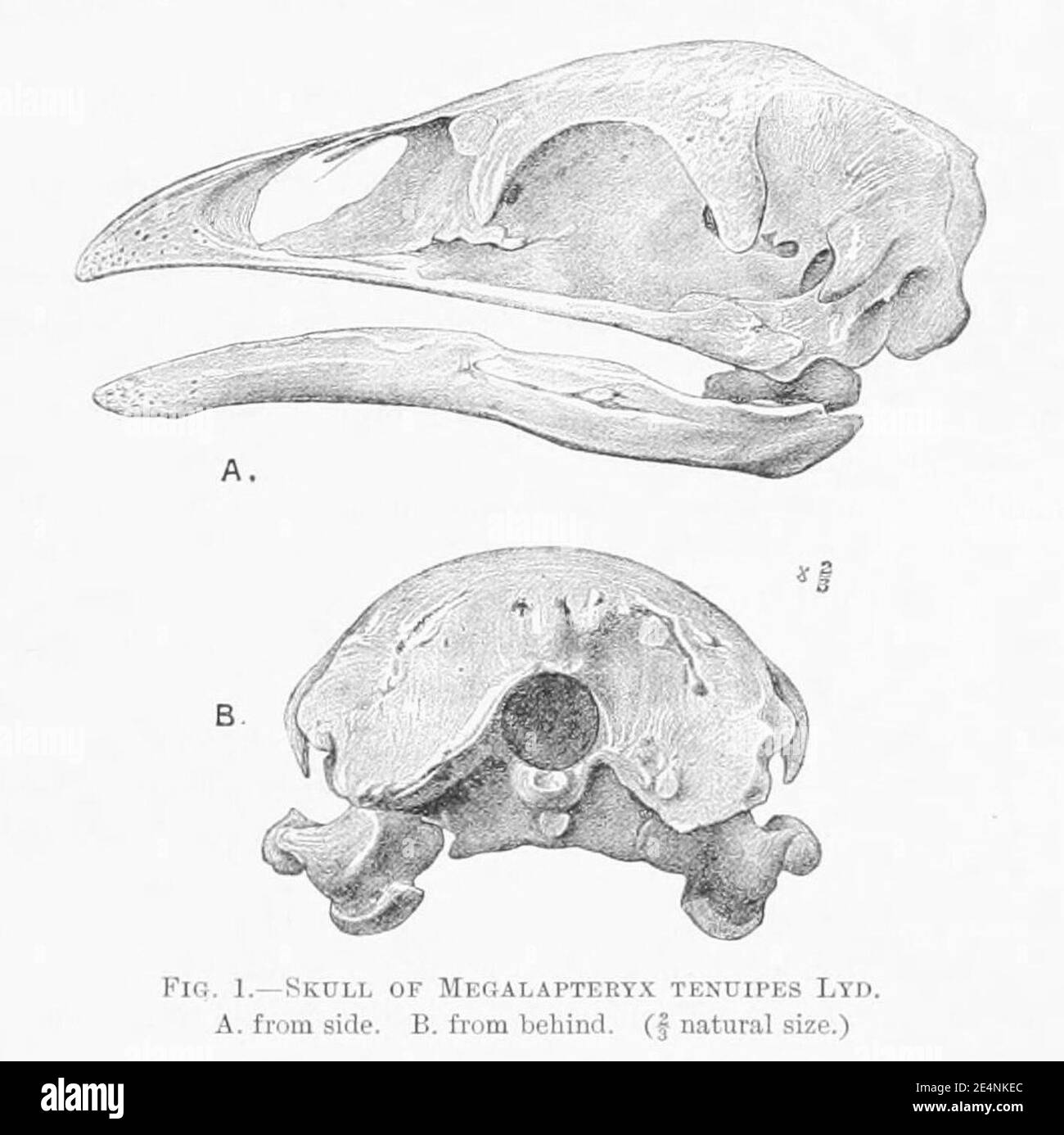 Megalapteryx didinus skull 1897 Stock Photo - Alamy