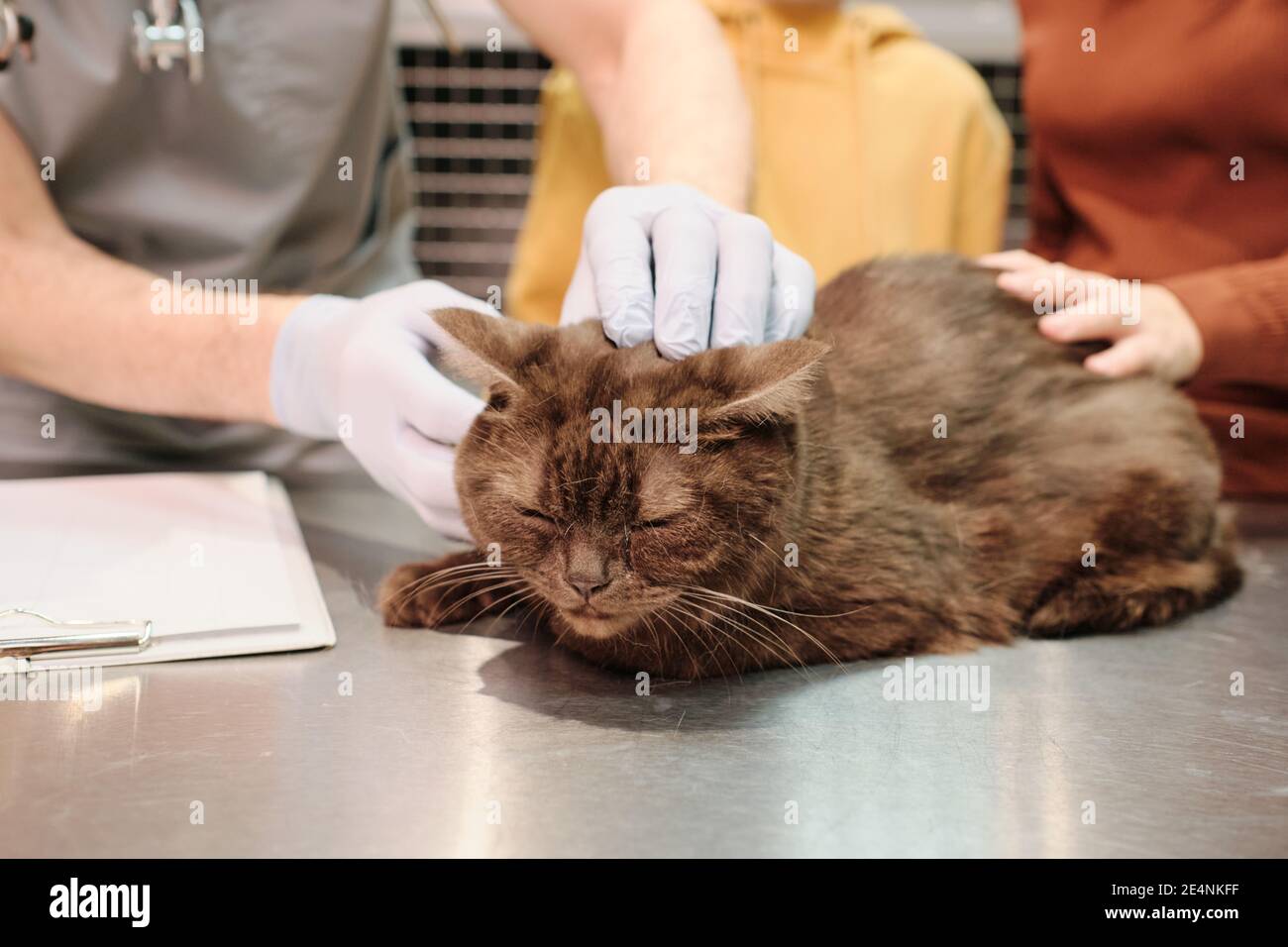 Cute cat sitting on the table while vets examining it at clinic Stock ...