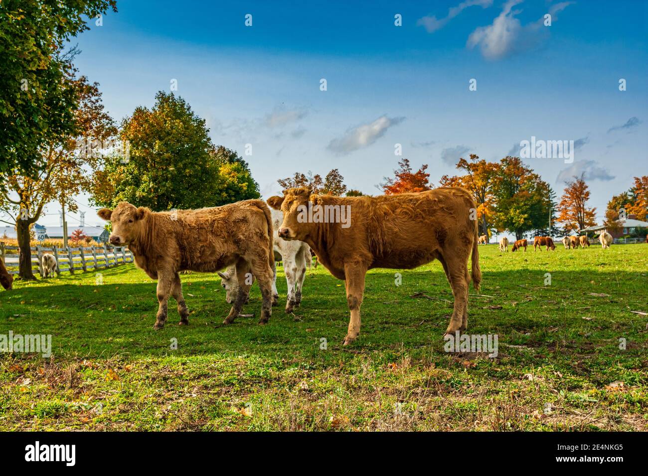 Bovines hi-res stock photography and images - Alamy