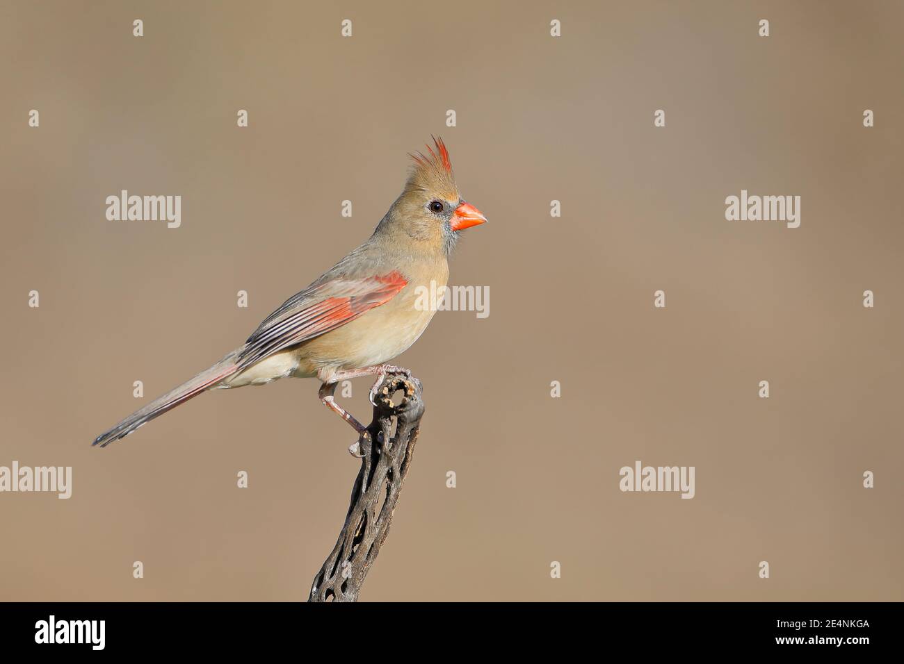 Northern Cardinal (Cardinalis cardinalis) female, South Texas, USA ...