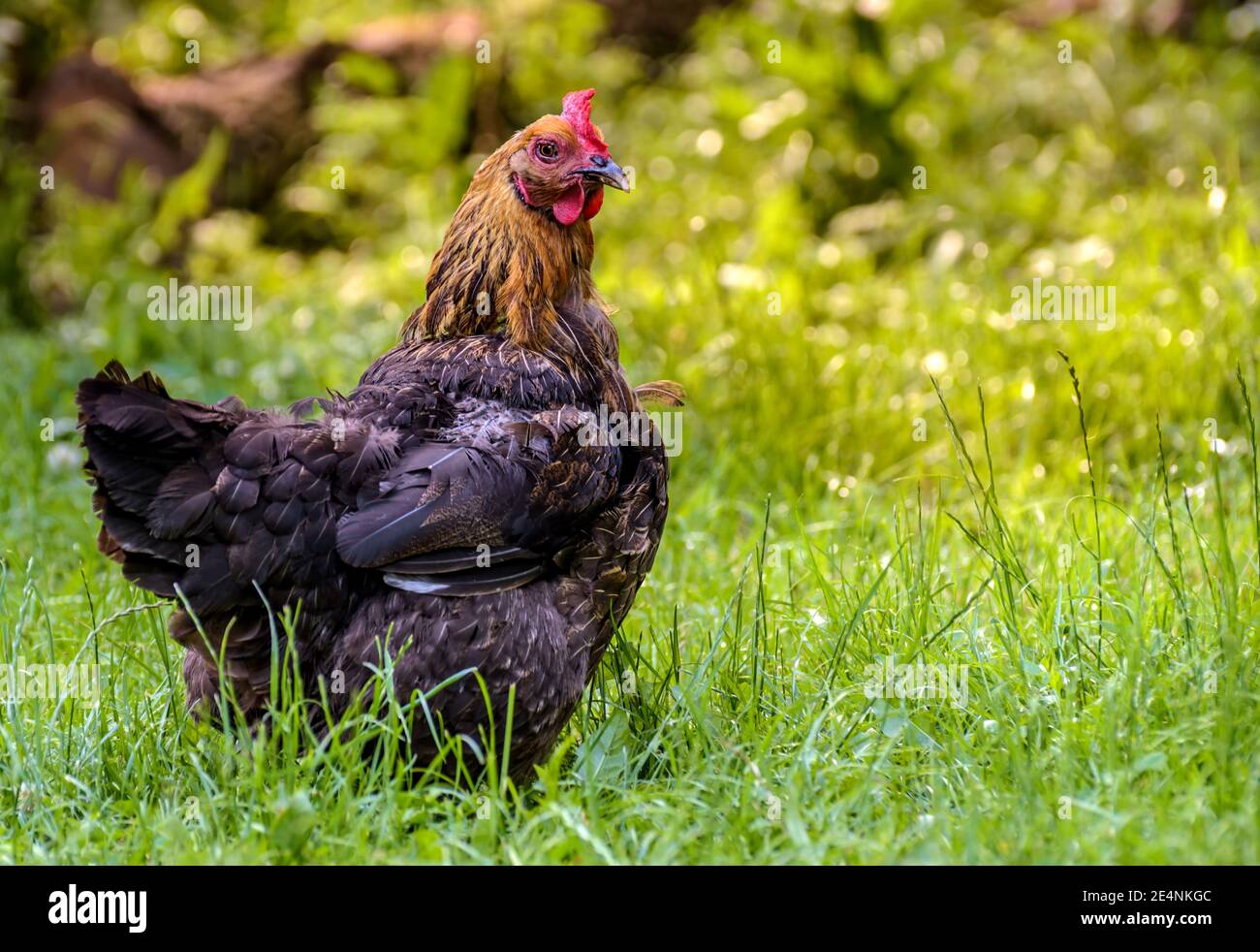 Domestic hen in green grass field on the sunny day Stock Photo - Alamy