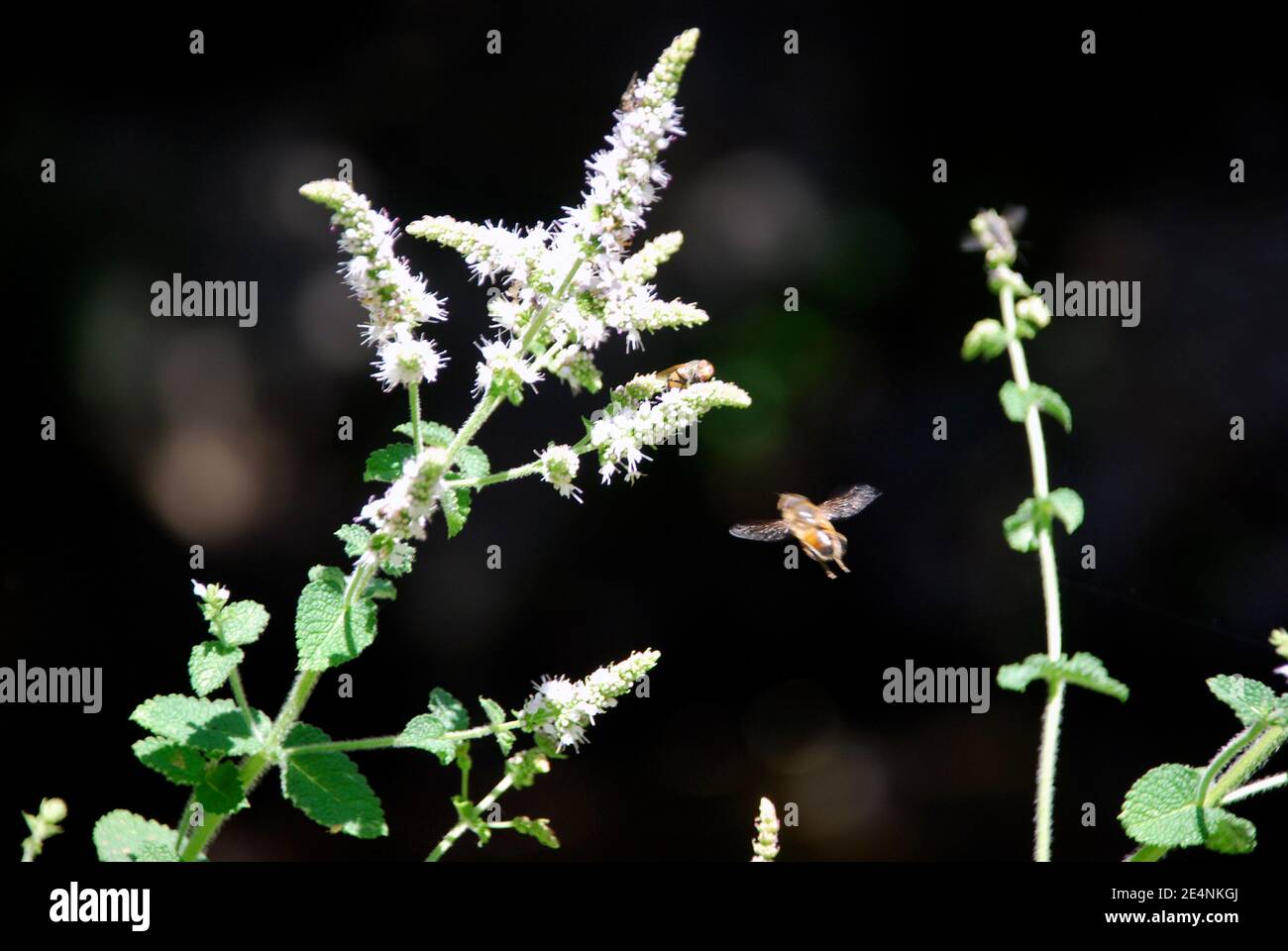 An insect is flying on a hunt for food in Aspromonte, Italy Stock Photo ...