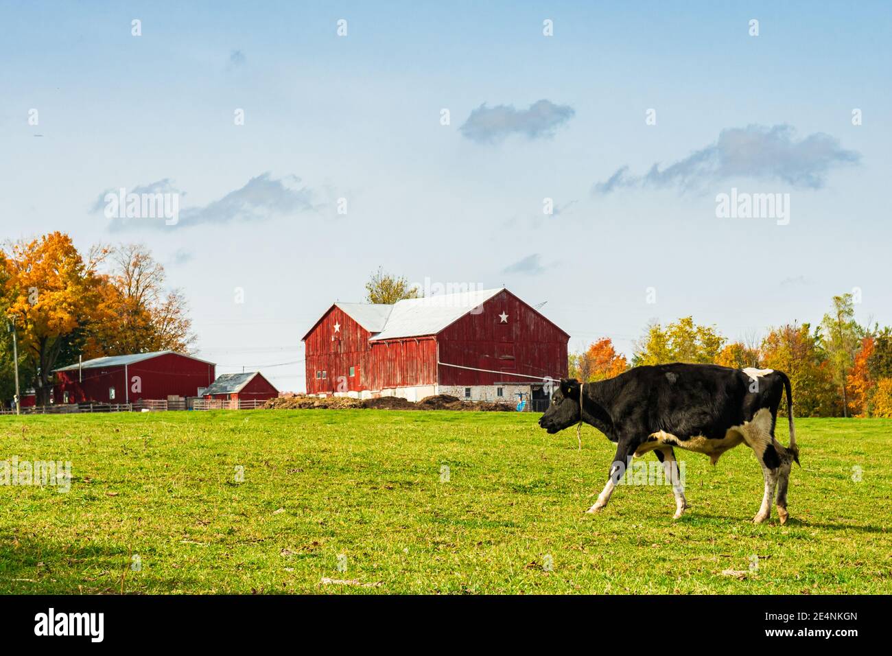 Bovines hi-res stock photography and images - Alamy