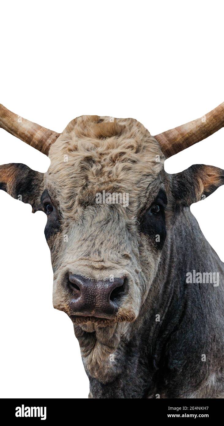 The bull is isolated on a white background, the cow is isolated Stock ...