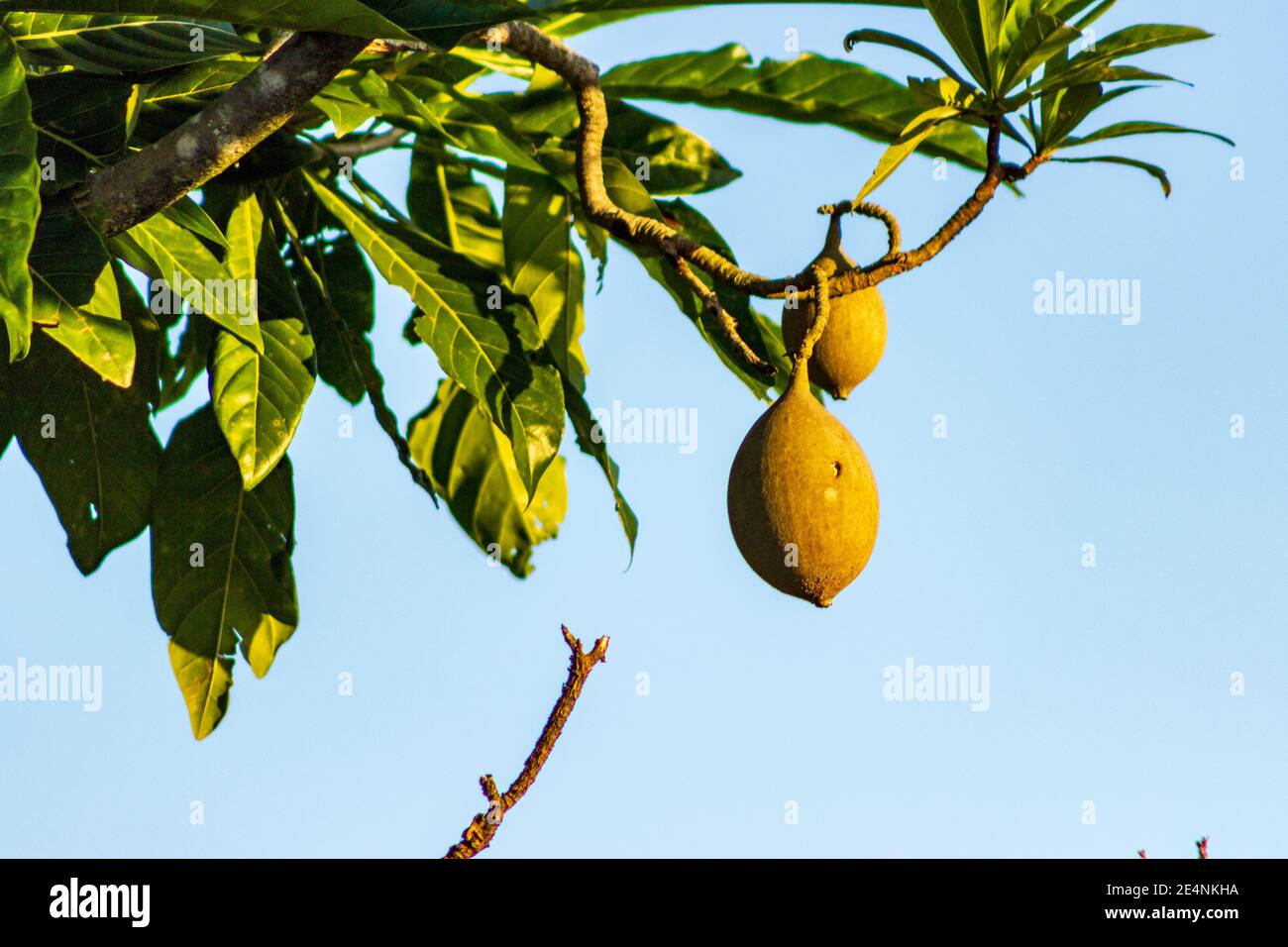 Sapodilla tree hi-res stock photography and images - Alamy