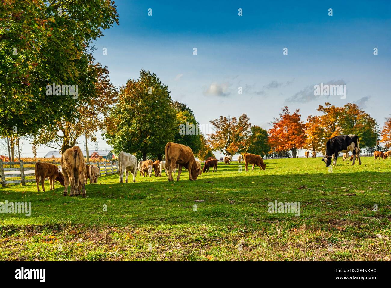 Canadian farm animals hi-res stock photography and images - Alamy